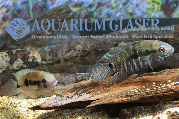 Cichlasoma pusillum - Aquarium Glaser GmbH