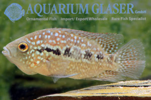 Red Texas Cichlid - Aquarium Glaser GmbH