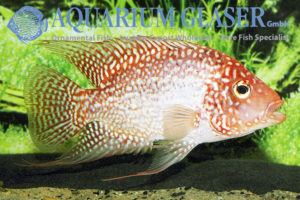 Red Texas Cichlid - Aquarium Glaser GmbH