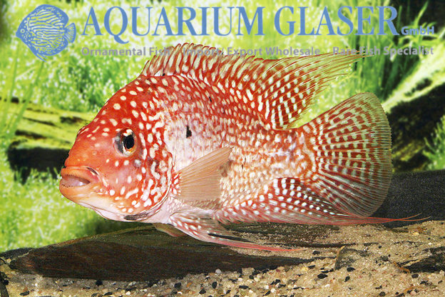 Red Texas Cichlid - Aquarium Glaser GmbH