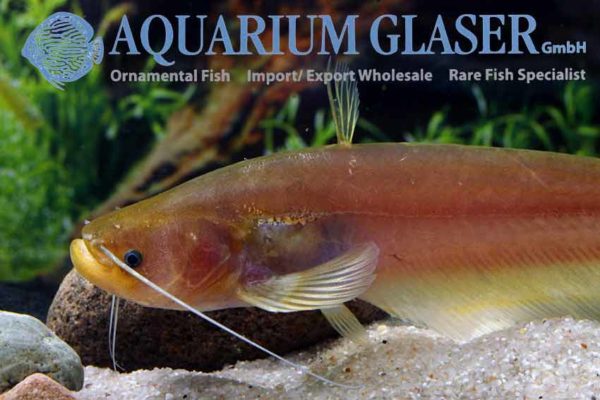 Ompok cf. fumidus - Aquarium Glaser GmbH