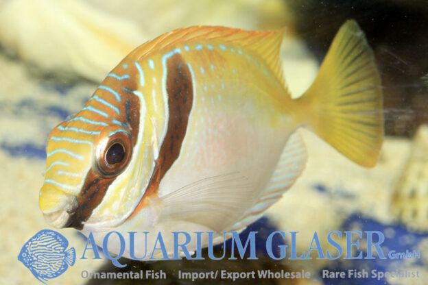 Freshwater rabbitfish - Aquarium Glaser GmbH