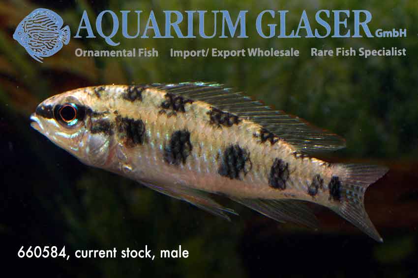 Dicrossus maculatus - Checkerboard cichlids part 3 - Aquarium Glaser GmbH