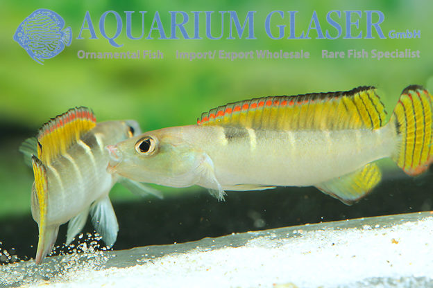 Wallaciia compressiceps (= Crenicichla c.). - Aquarium Glaser GmbH