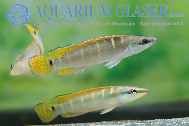 Wallaciia compressiceps (= Crenicichla c.). - Aquarium Glaser GmbH