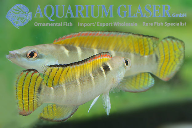 Wallaciia compressiceps (= Crenicichla c.). - Aquarium Glaser GmbH