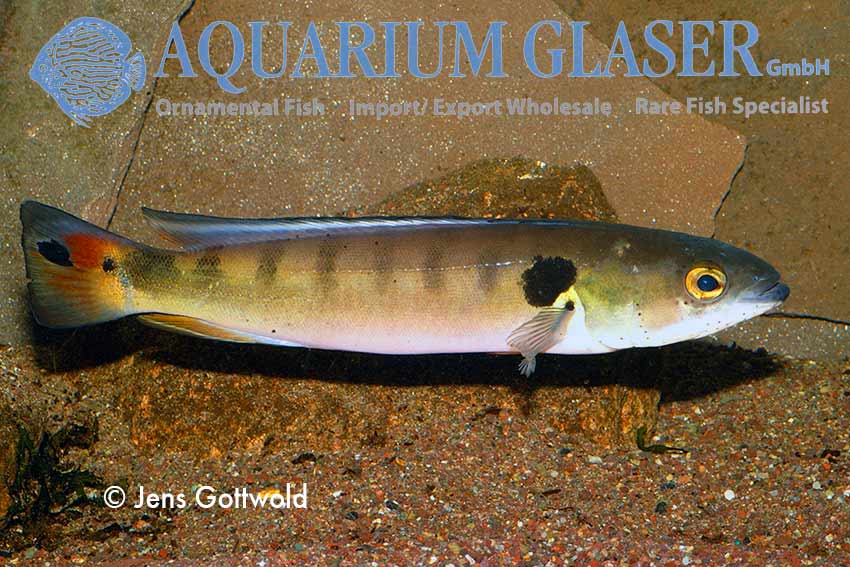 Crenicichla sp. Jatapu - Aquarium Glaser GmbH