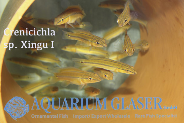 Crenicichla aus dem Rio Xingu - Aquarium Glaser GmbH