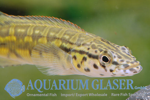 Crenicichla sp. Tapajos I / Cobra Pike - Aquarium Glaser GmbH