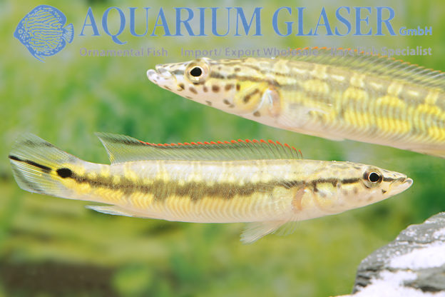 Crenicichla sp. Tapajos I / Cobra Pike - Aquarium Glaser GmbH