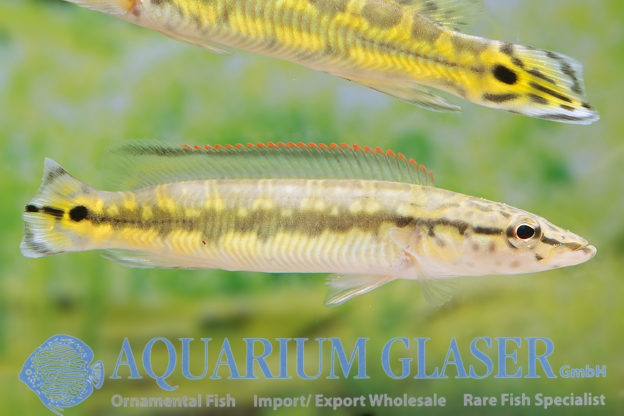 Crenicichla sp. Tapajos I / Cobra Pike - Aquarium Glaser GmbH