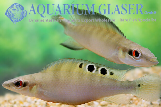 Wallaciia regani (formerly: Crenicichla regani) Tapajós - Aquarium ...