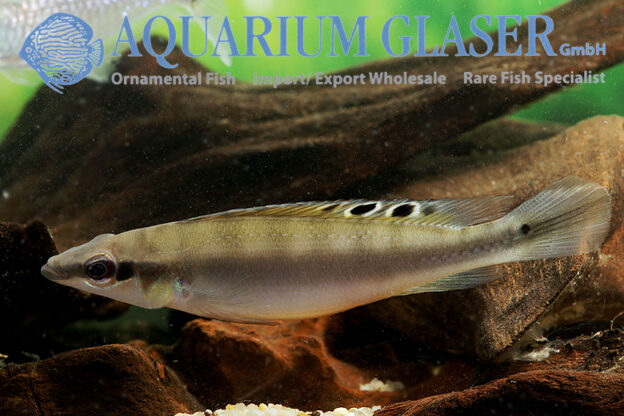 Wallaciia regani (formerly: Crenicichla regani) Tapajós - Aquarium ...