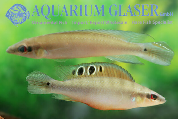 Wallaciia regani (formerly: Crenicichla regani) Tapajós - Aquarium ...