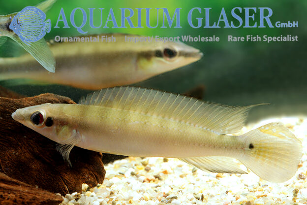 Wallaciia regani (früher: Crenicichla regani) Tapajós - Aquarium Glaser ...