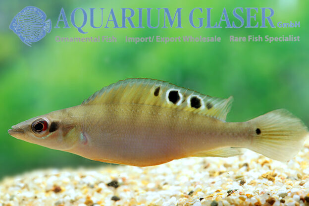 Wallaciia regani (formerly: Crenicichla regani) Tapajós - Aquarium ...