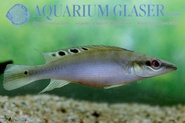 Wallaciia regani (früher: Crenicichla regani) Tapajós - Aquarium Glaser ...