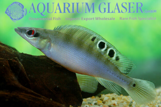 Wallaciia regani (formerly: Crenicichla regani) Tapajós - Aquarium ...