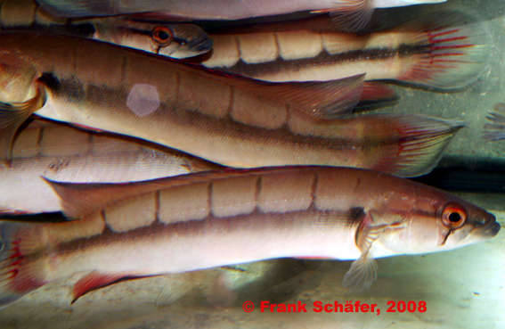 Crenicichla sp.ATABAPO FIRE Venezuela - Aquarium Glaser GmbH