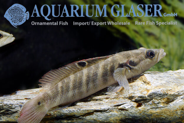 Crenicichla (Batrachops) sp. “Belly Crawler” - Aquarium Glaser GmbH