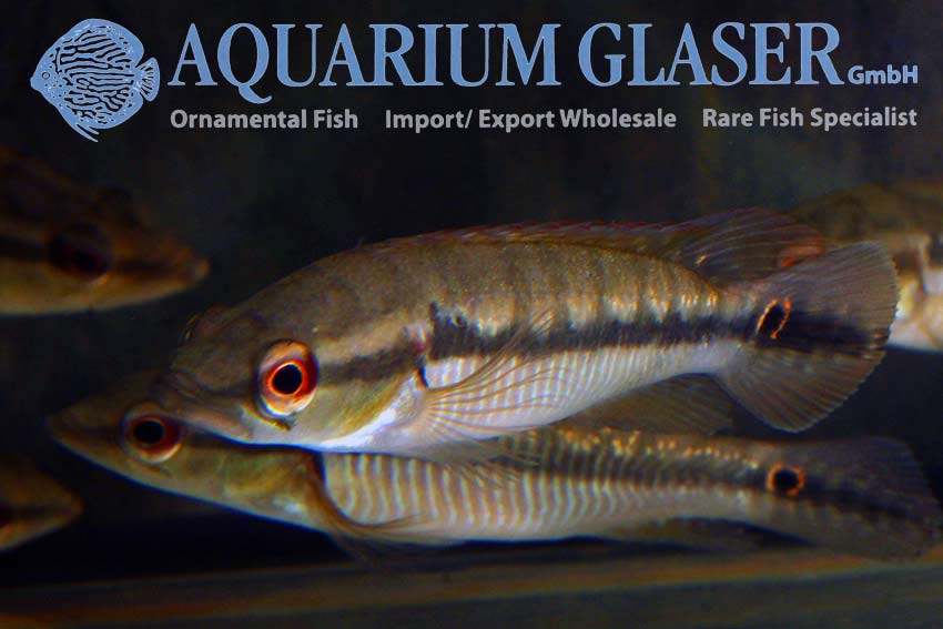 Crenicichla sp. Bela Union Uruguay - Aquarium Glaser GmbH