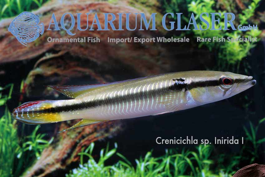 Crenicichla sp. Inirida I and III - Aquarium Glaser GmbH