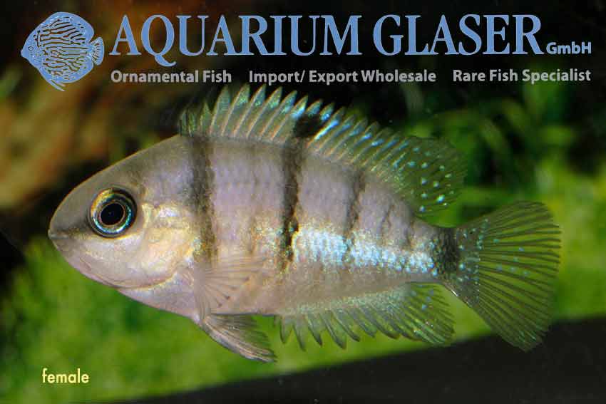 Cryptoheros cutteri - Aquarium Glaser GmbH