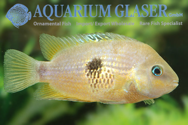 Cryptoheros myrnae "Rio Sarapiqui". - Aquarium Glaser GmbH