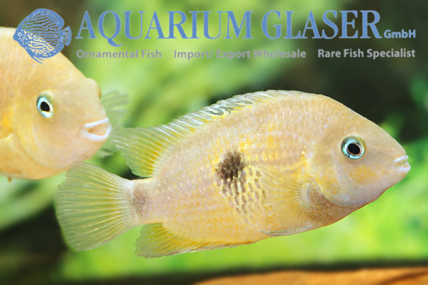 Cryptoheros myrnae "Rio Sarapiqui". - Aquarium Glaser GmbH