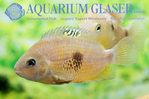 Cryptoheros myrnae "Rio Sarapiqui". - Aquarium Glaser GmbH