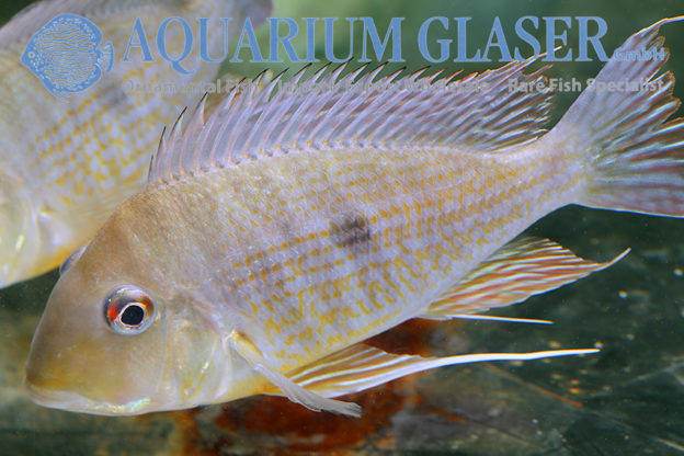 Geophagus sp. "Caqueta" - Aquarium Glaser GmbH