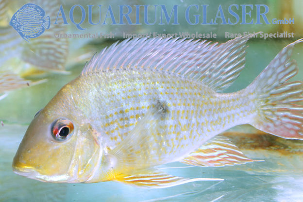 Geophagus sp. "Caqueta" - Aquarium Glaser GmbH