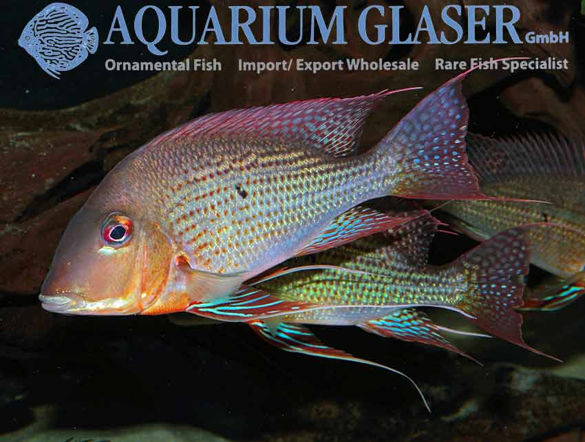 Geophagus altifrons Curua Una - Aquarium Glaser GmbH
