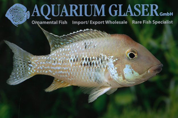 Geophagus steindachneri - Aquarium Glaser GmbH