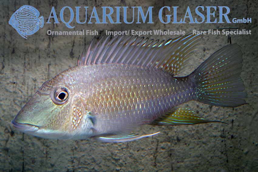Satanoperca jurupari Tocantins - Aquarium Glaser GmbH