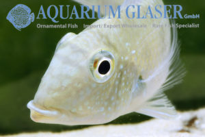 Satanoperca sp. aff. jurupari "Tapajos" - Aquarium Glaser GmbH