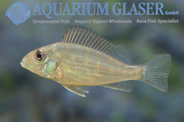 Geophagus mirabilis - Aquarium Glaser GmbH