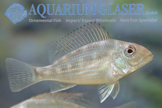 Geophagus mirabilis - Aquarium Glaser GmbH