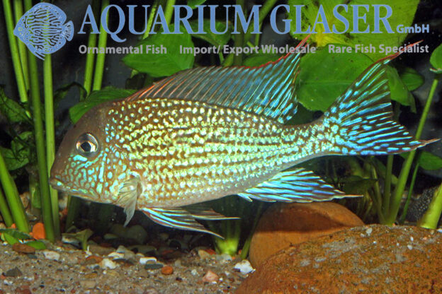 Geophagus mirabilis - Aquarium Glaser GmbH