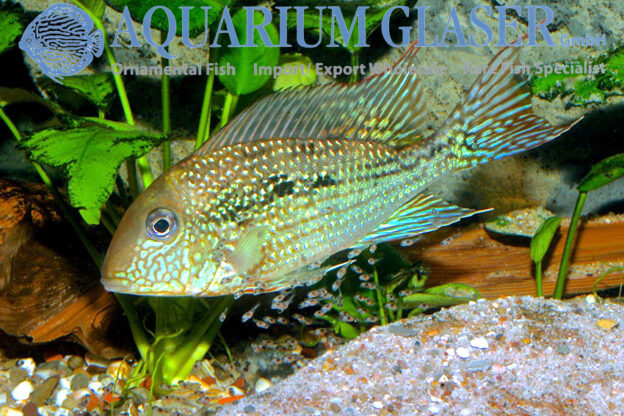 Geophagus mirabilis - Aquarium Glaser GmbH
