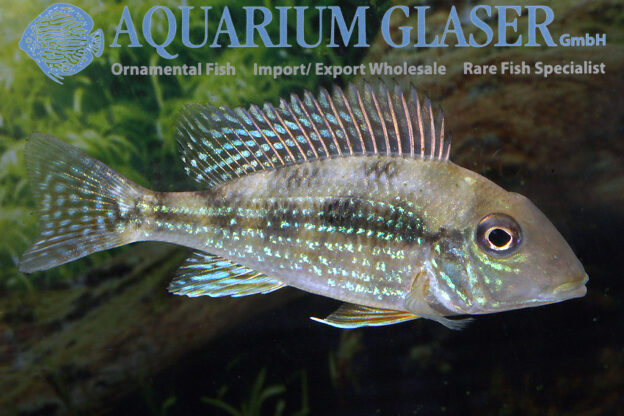 Geophagus mirabilis - Aquarium Glaser GmbH