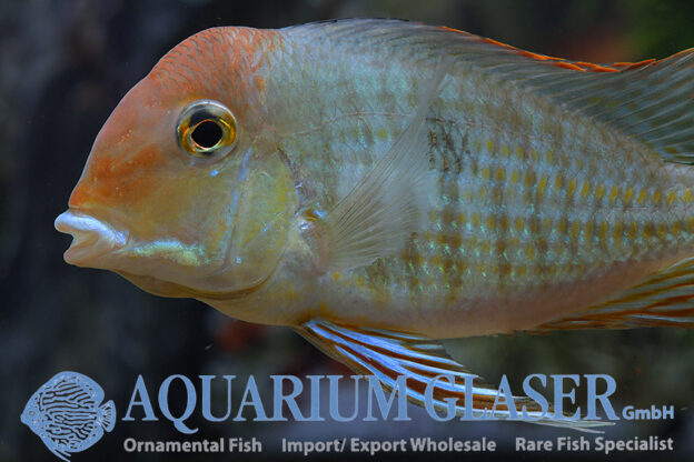 Geophagus pyrocephalus ( = Tapajós Red Head) - Aquarium Glaser GmbH