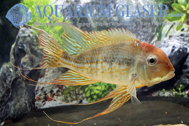 Geophagus Pyrocephalus Tapajós Red Head Aquarium Glaser Gmbh