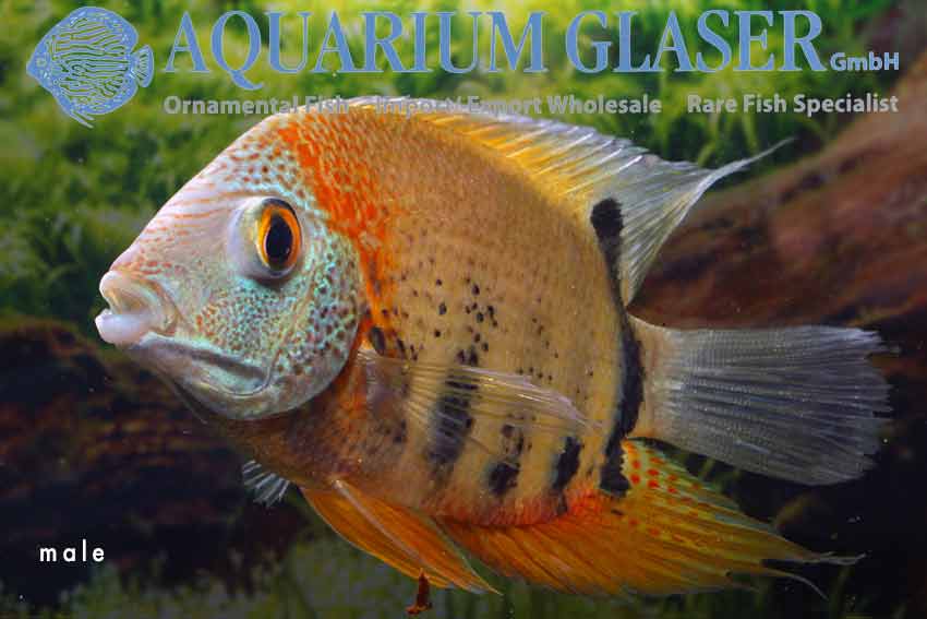 Heros cf. efasciatus Red Shoulder - Aquarium Glaser GmbH