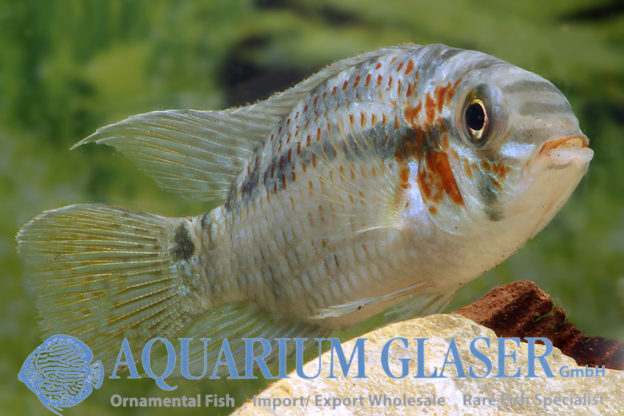 Krobia xinguensis - Aquarium Glaser GmbH