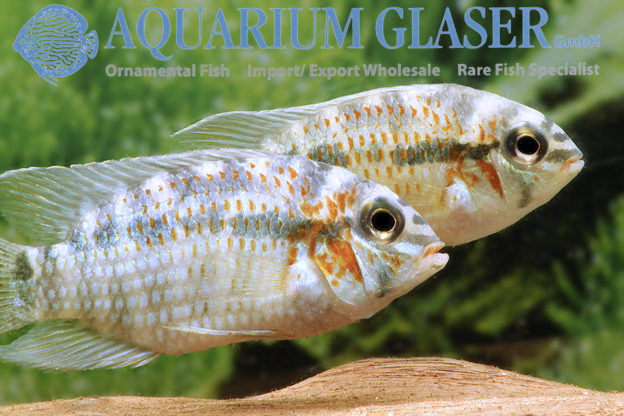 Krobia xinguensis - Aquarium Glaser GmbH