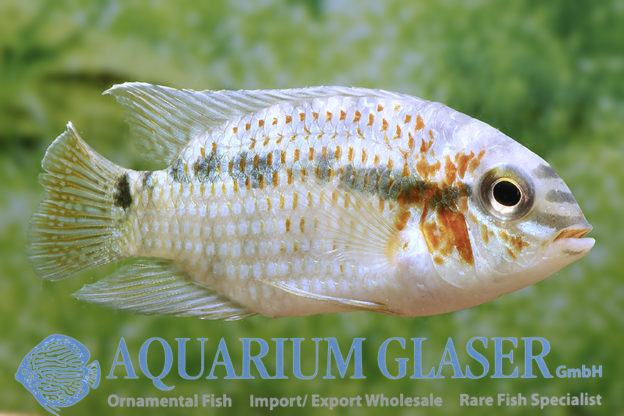 Krobia xinguensis - Aquarium Glaser GmbH