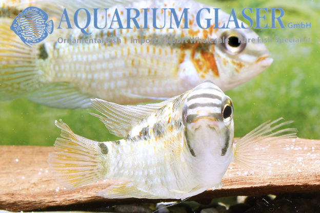 Krobia xinguensis - Aquarium Glaser GmbH