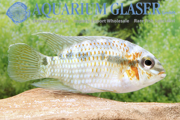 Krobia xinguensis - Aquarium Glaser GmbH