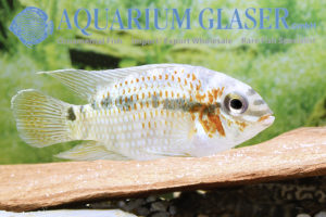 Krobia xinguensis - Aquarium Glaser GmbH